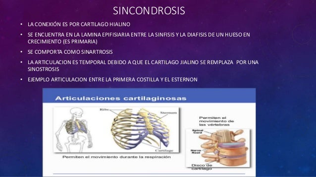 Clasificacion de las articulaciones por diego narvaez