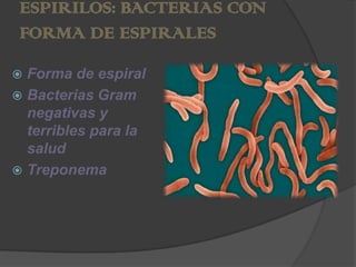 Clasificacion de las bacterias | PPTX
