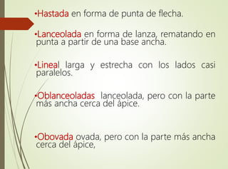 Clasificacion de las hojas | PPTX