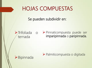 Clasificacion de las hojas | PPTX