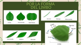 CLASIFICACION DE LAS HOJAS y sus formas. | PPTX