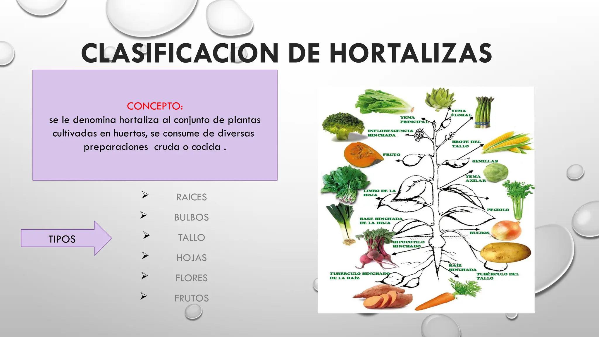 clasificacion de las hortalizas agrarias.pptx