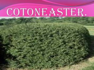 Clasificacion de las plantas. | PPSX