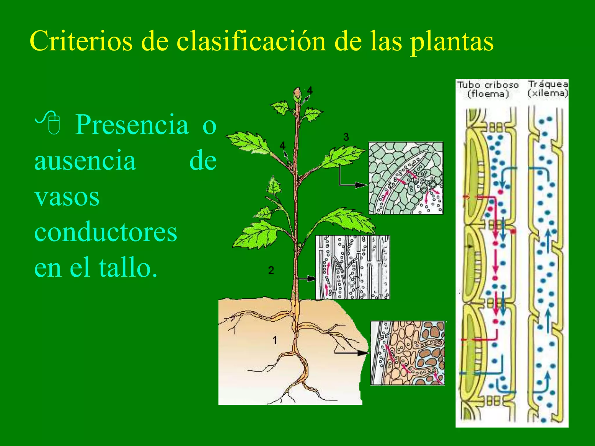 Clasificacion de las plantas | PPTX