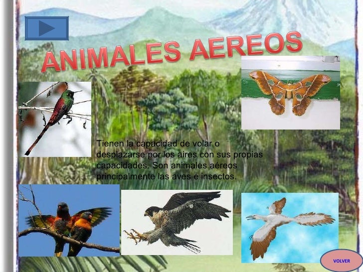 Nombres de animales aereos en inglés - Imagui