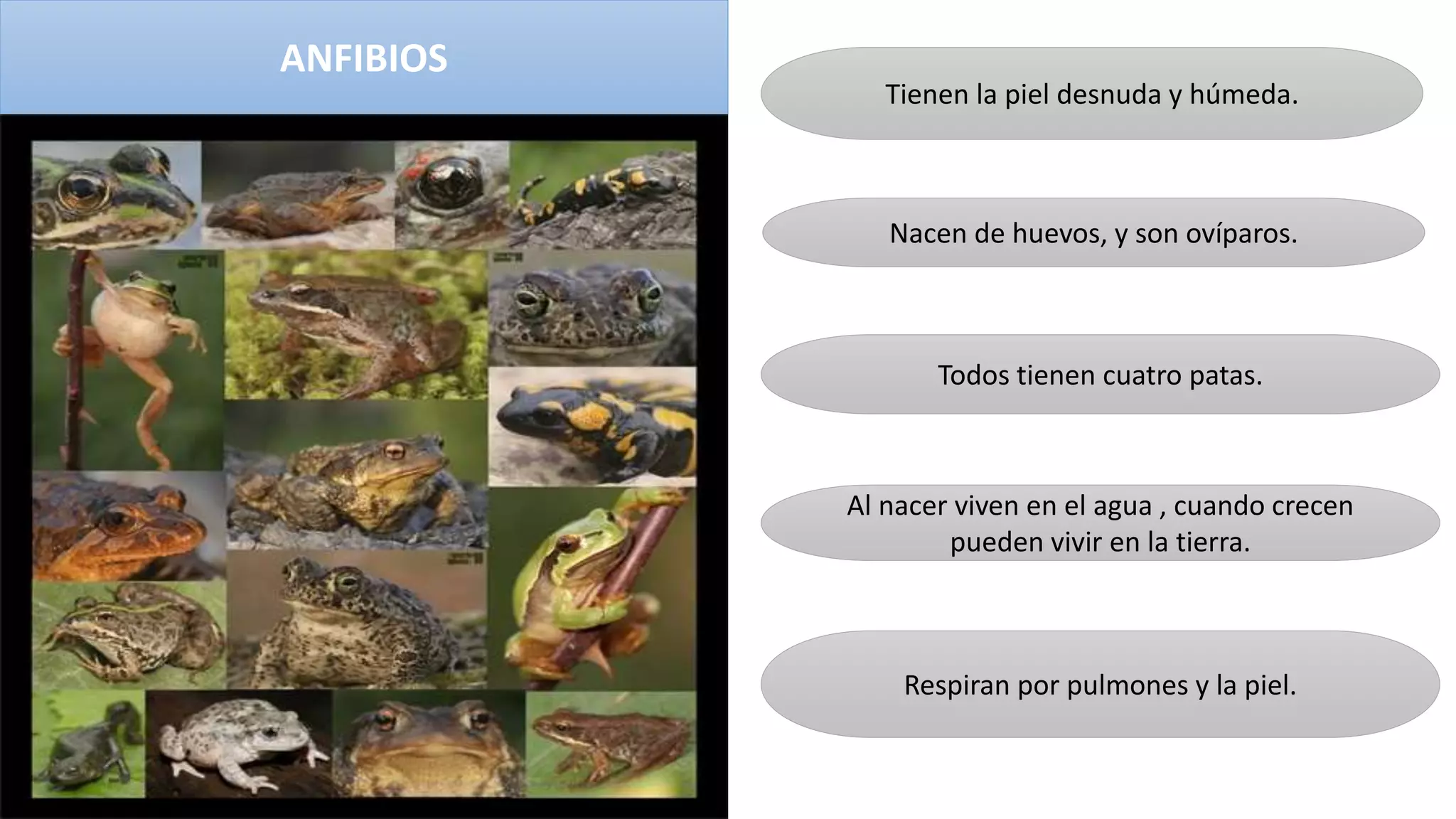 Clasificacion de los animales | PPT