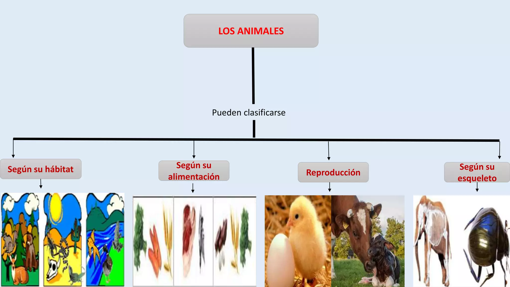 Clasificacion de los animales | PPT