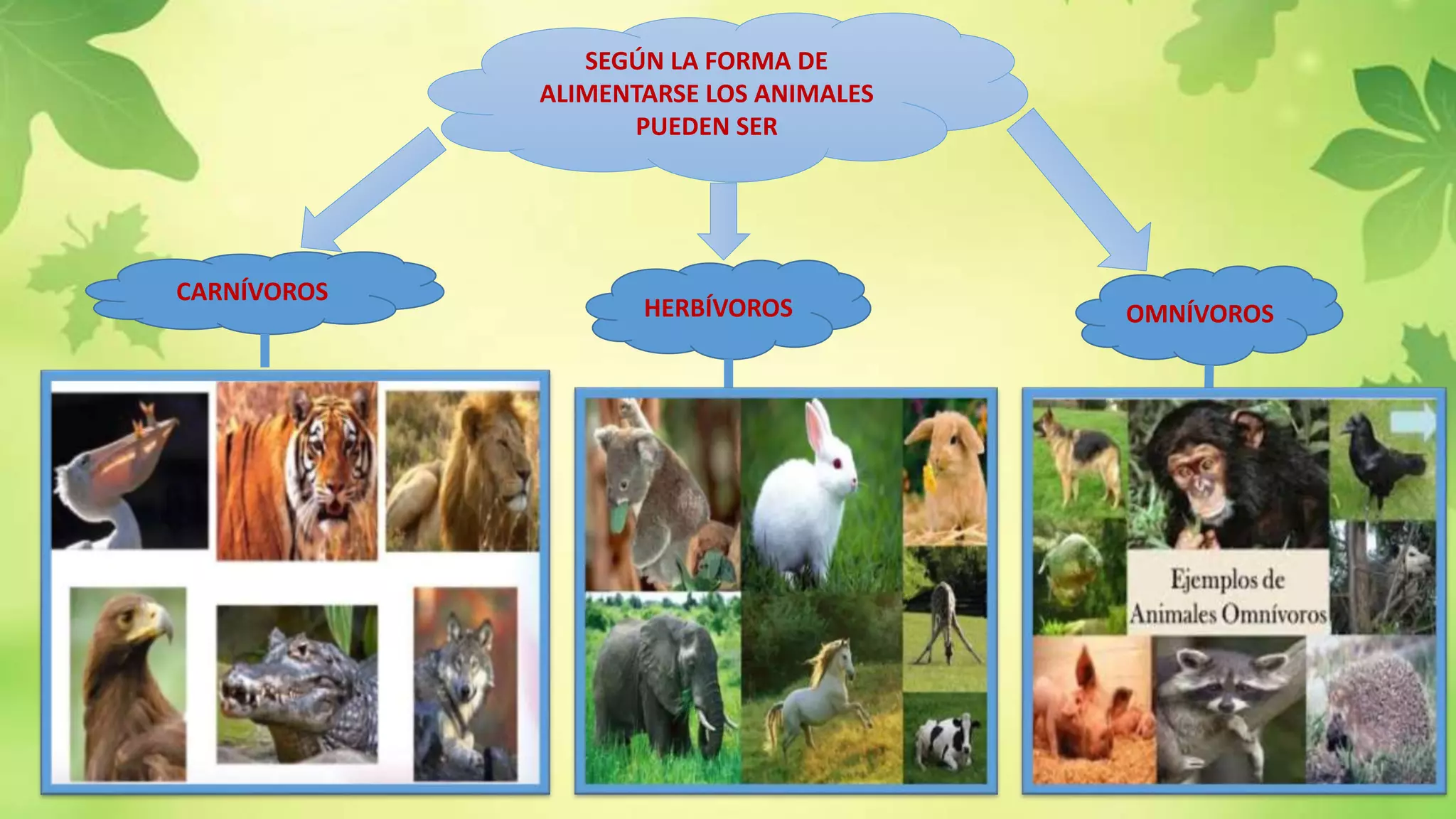 Clasificacion de los animales | PPT