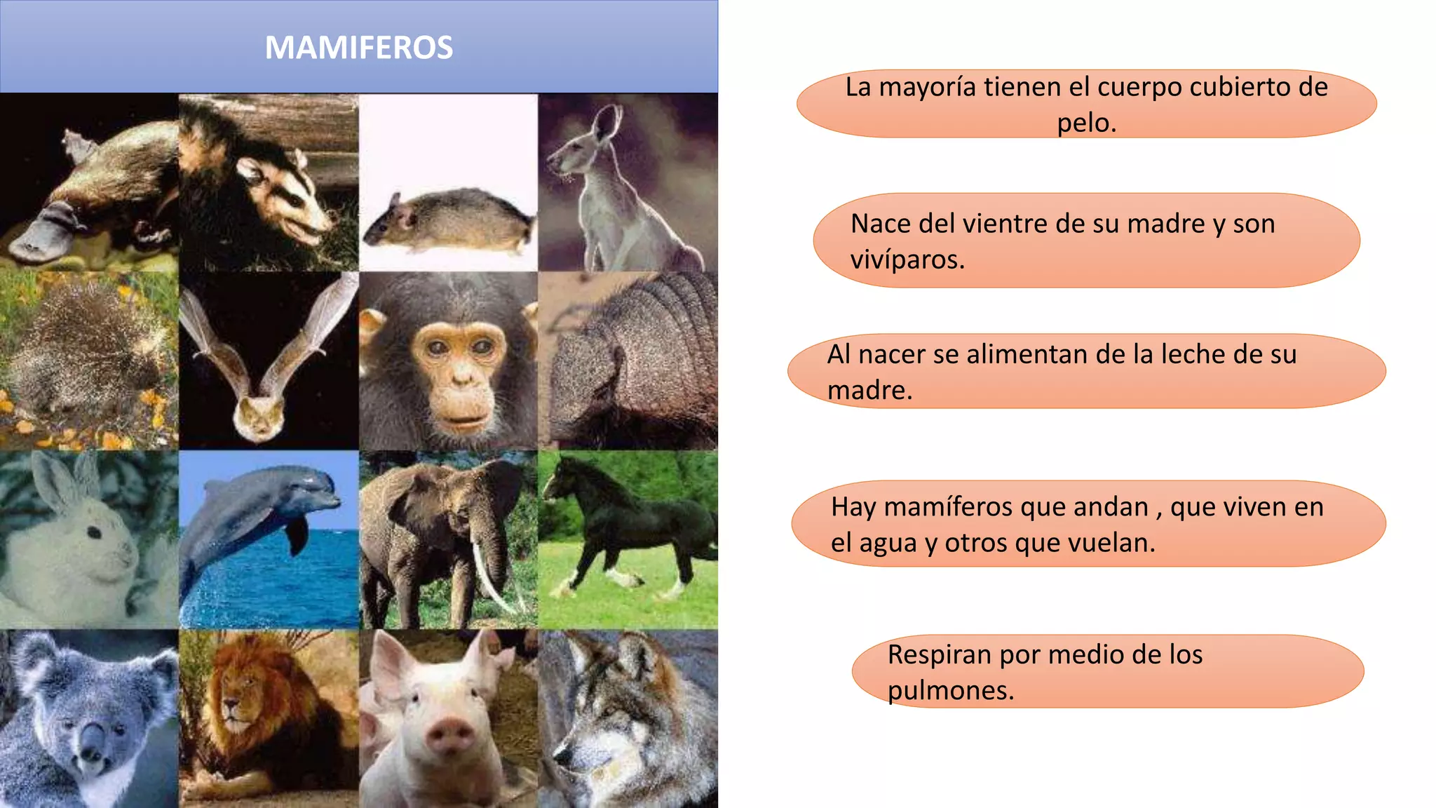 Clasificacion de los animales | PPT