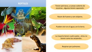 Clasificacion de los animales | PPTX