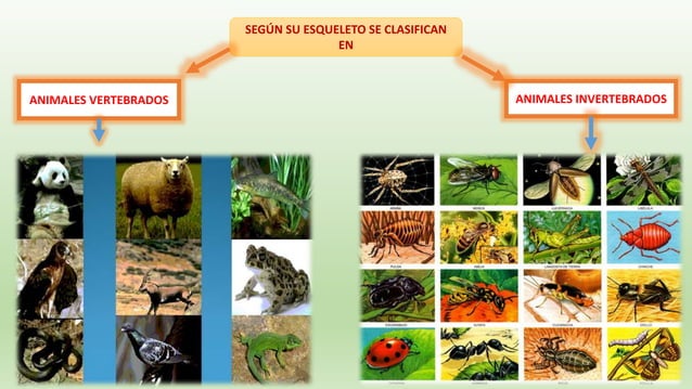 Clasificacion de los animales | PPT