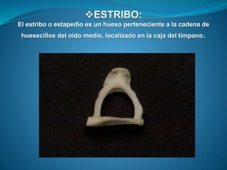 Clasificacion de los huesos, esqueleto axial , apendicular y craneo | PPTX