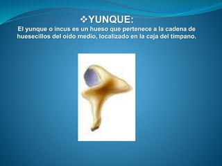 Clasificacion de los huesos, esqueleto axial , apendicular y craneo | PPTX