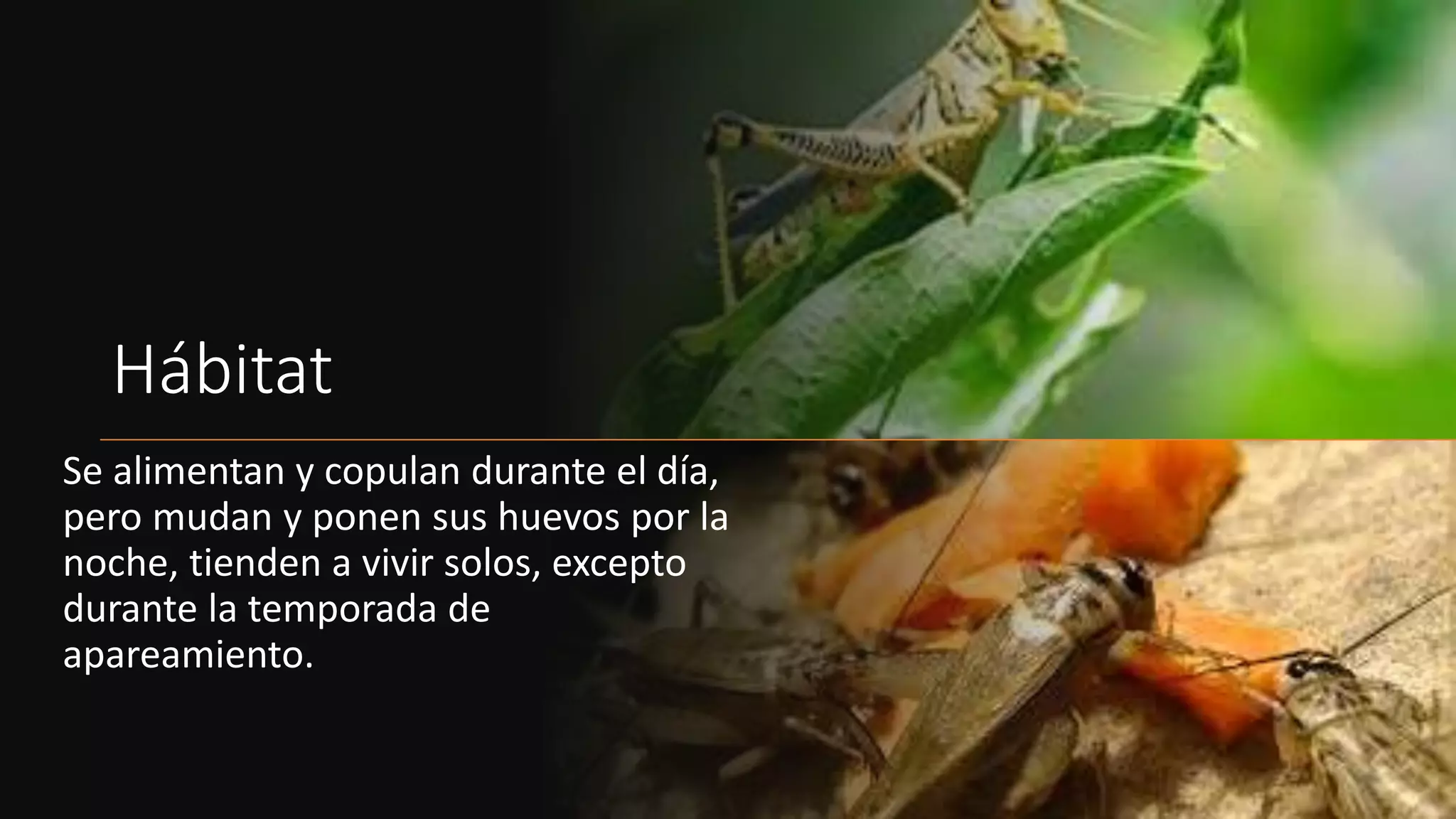 Clasificacion de los insectos | PPT