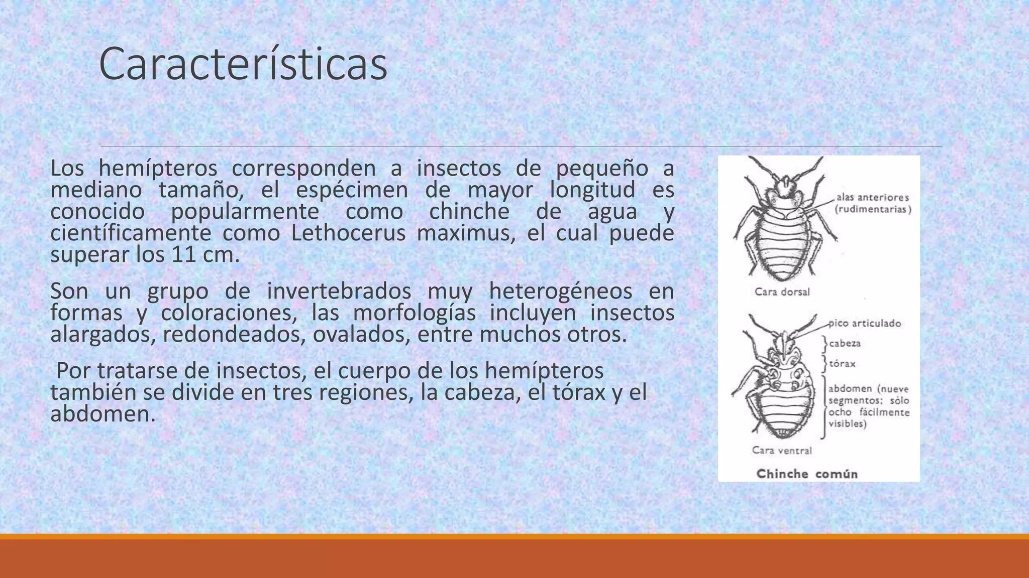 Clasificacion de los insectos | PPT