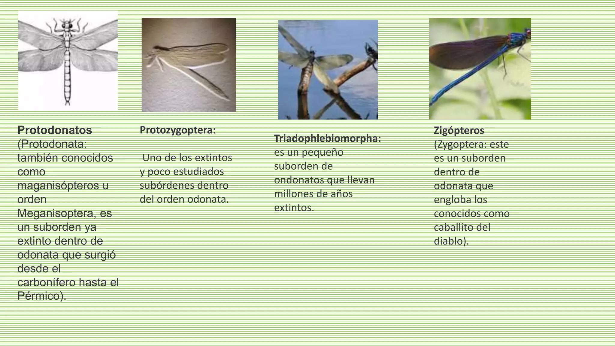 Clasificacion de los insectos | PPT