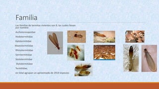Clasificacion de los insectos | PPTX