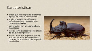 Clasificacion de los insectos | PPTX