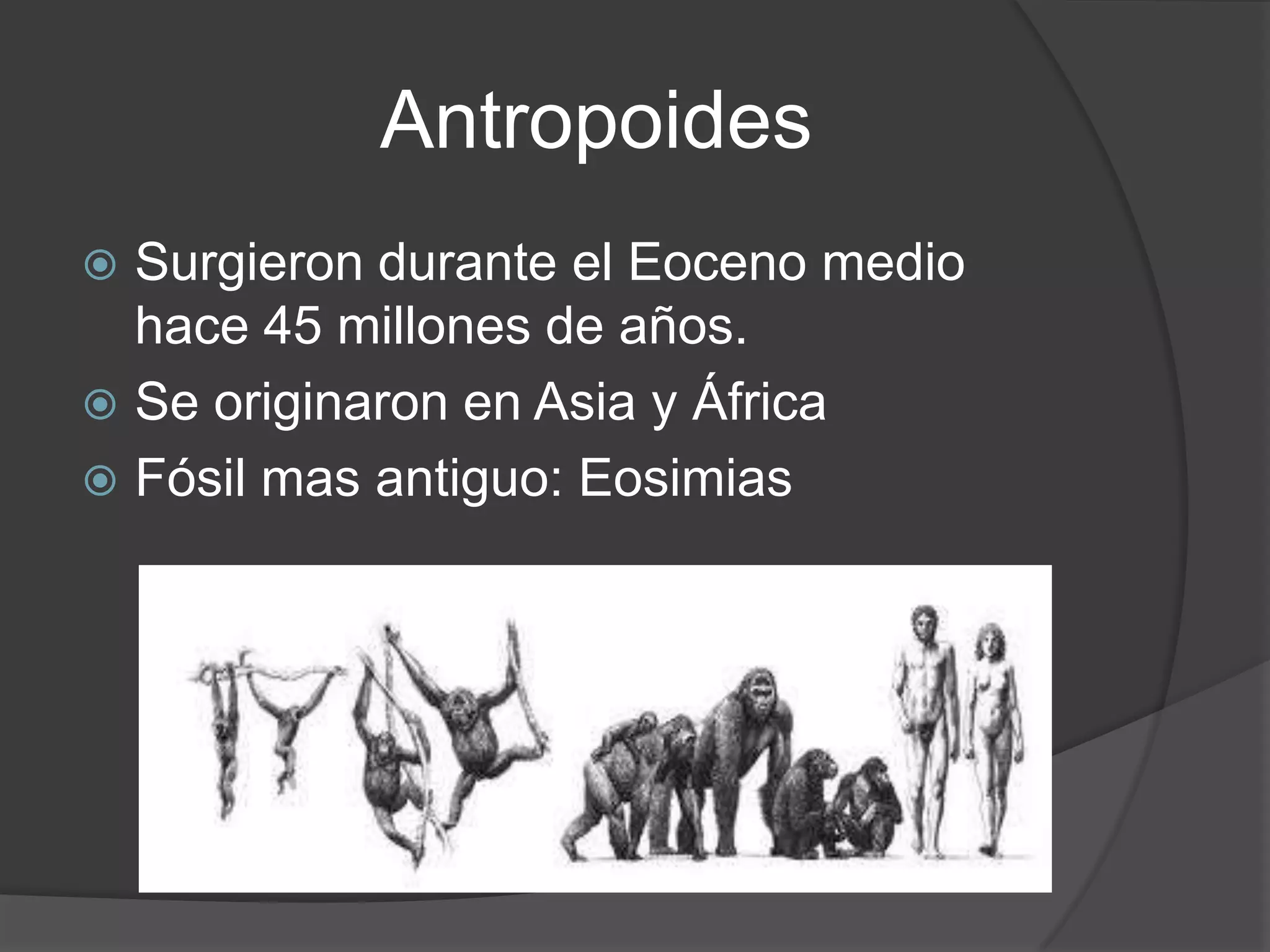 Clasificacion de los primates | PPTX