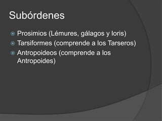 Clasificacion de los primates | PPTX