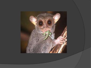 Clasificacion de los primates | PPTX
