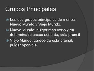 Clasificacion de los primates | PPTX