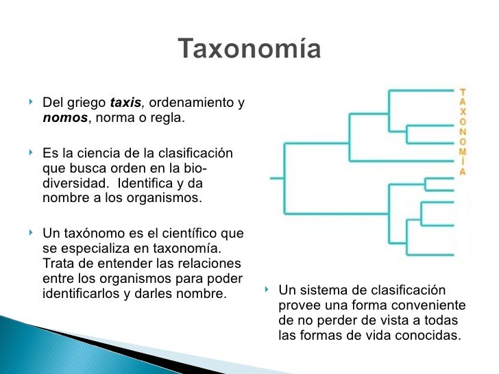 Clase Clasificacion De Los Seres Vivos Taxonomia Organismos Taxa