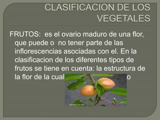 Clasificacion de los vegetales | PPTX