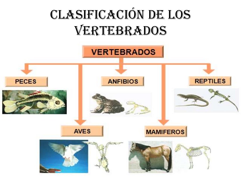 Clasificacion de los vertebrados facebook
