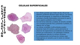 CLASIFICACION DEL UROEPITELIO - 3RA FECHA.pptx