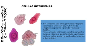 CLASIFICACION DEL UROEPITELIO - 3RA FECHA.pptx