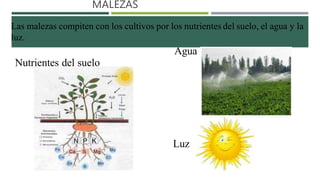 CLASIFICACION DE MALEZAS.pptx
