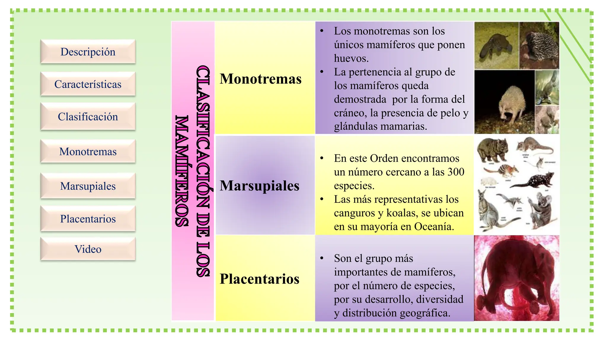 LOS MAMIFEROS ACTUALES Y SU CLASIFICACION | PPT
