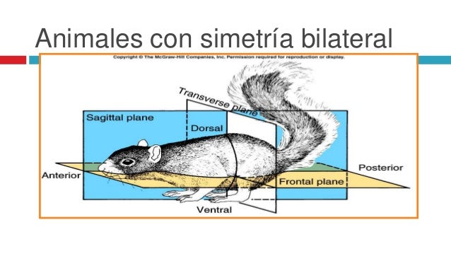 Clasificacion de organismos