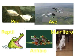 CLASIFICACION DE VERTEBRADOS.pptx