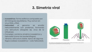 clasificacion, estructura y replicacion virica.pdf