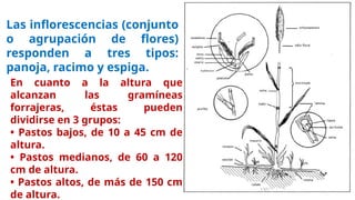 CLASIFICACION FORRAJERA Y TAXONOMIA.pptx