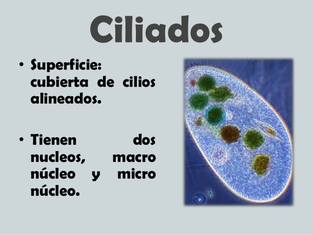 Clasificacion del reino protista
