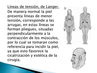 Tiempos quirurgicos. | PPTX