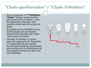 Clasificacion trilobites | PPTX