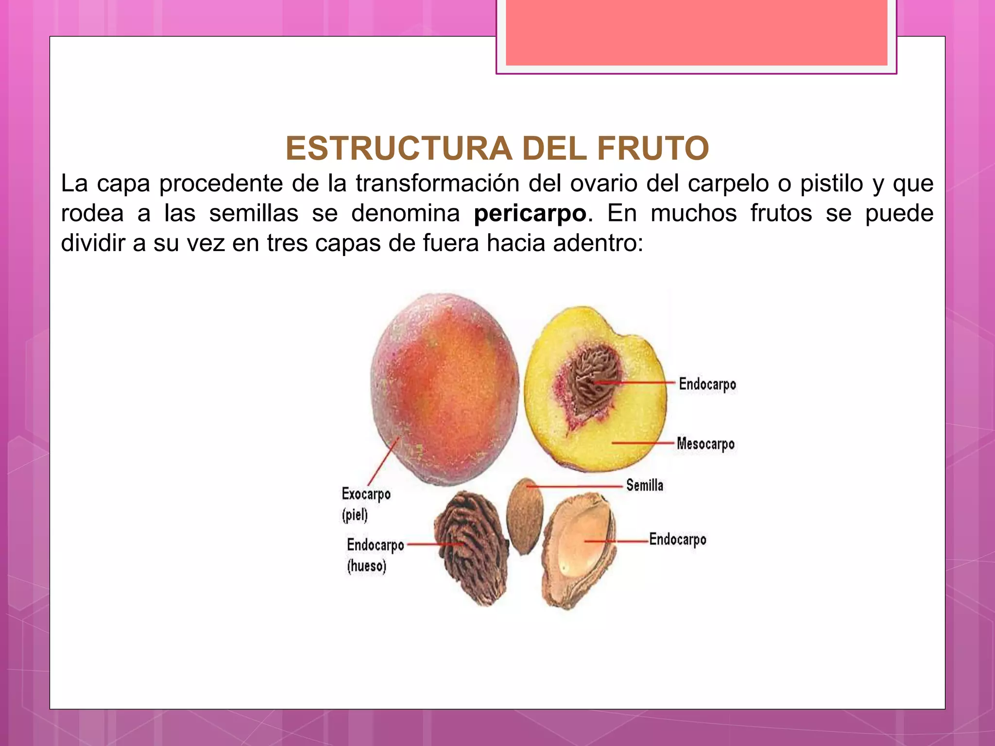 clasificacion y estructura del fruto | PPTX