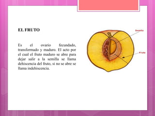 clasificacion y estructura del fruto | PPTX