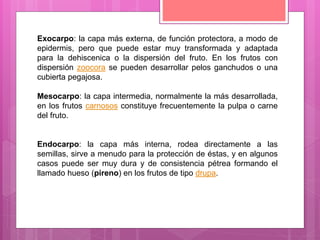clasificacion y estructura del fruto | PPTX