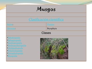 Clasificacion y morfologia de las plantas | PPTX
