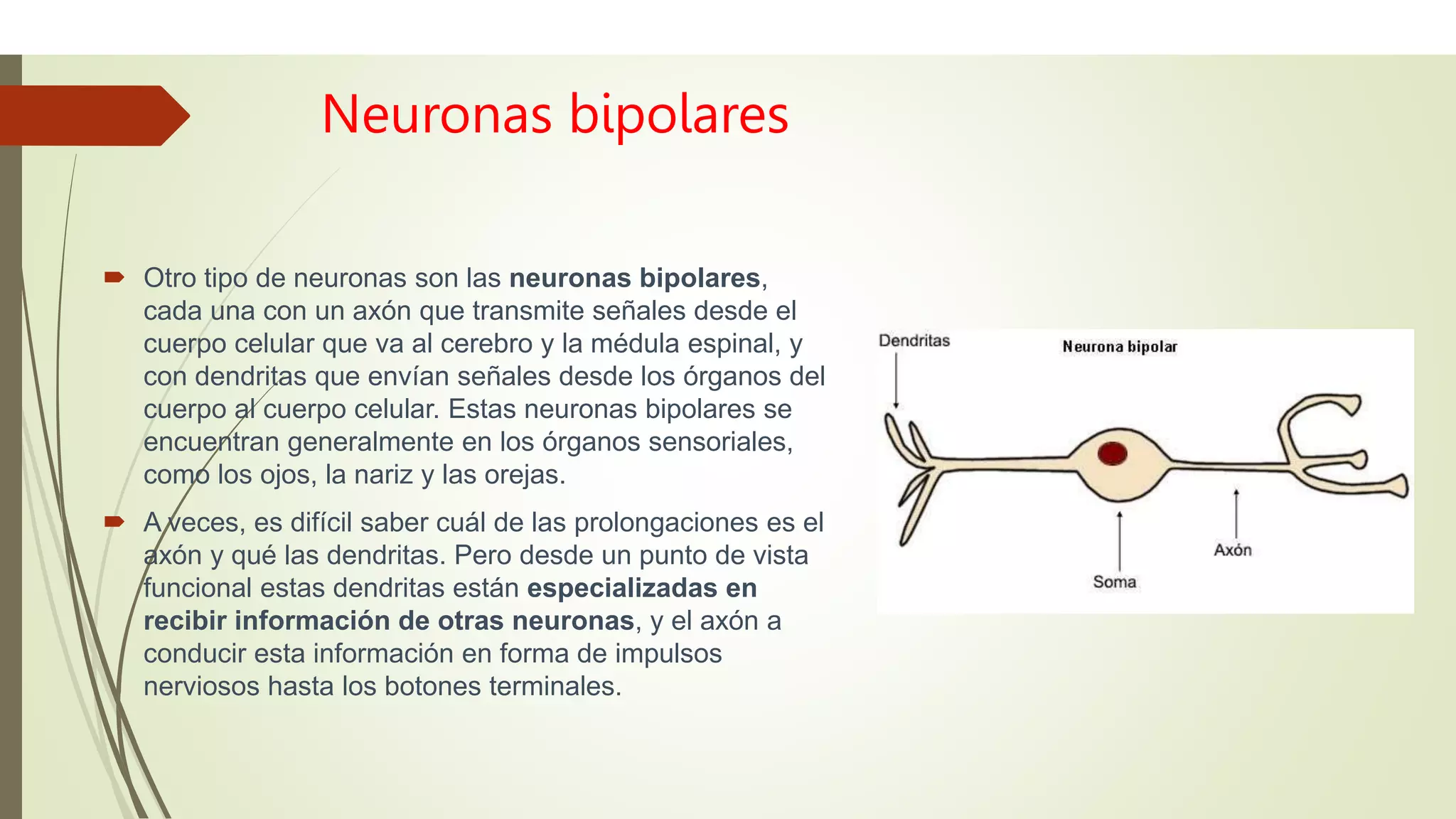 Clasificafon de las neuronas.pptx