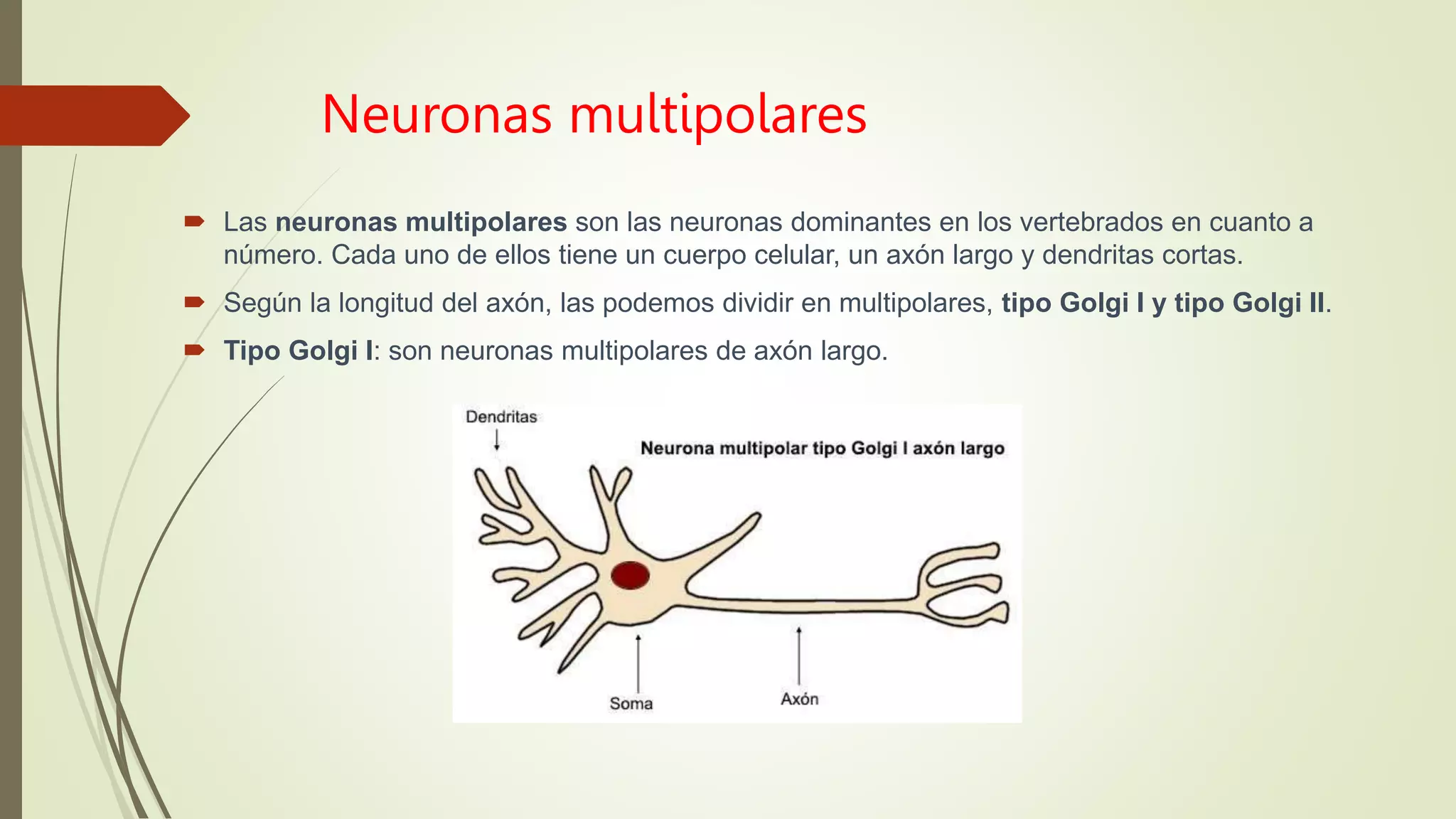 Clasificafon de las neuronas.pptx