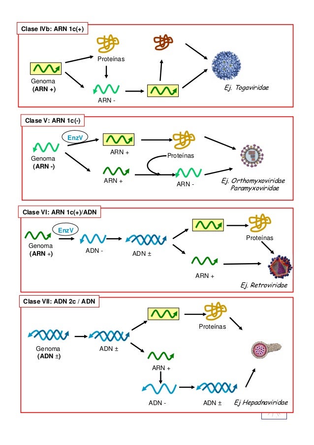 Clasificasion baltimore