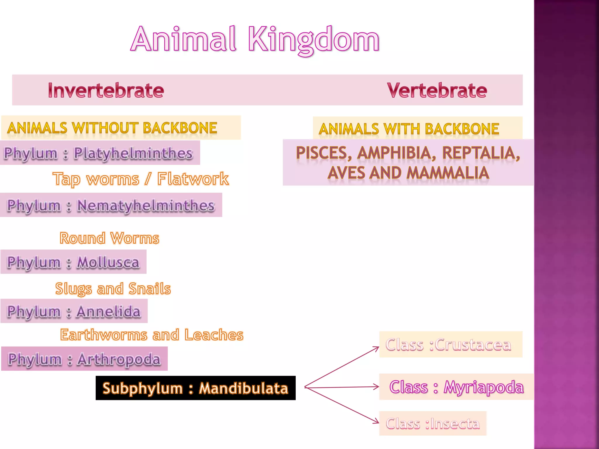 Classification of insects | PPTX
