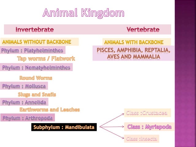 Classification of insects | PPTX