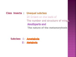 Classification of insects | PPTX